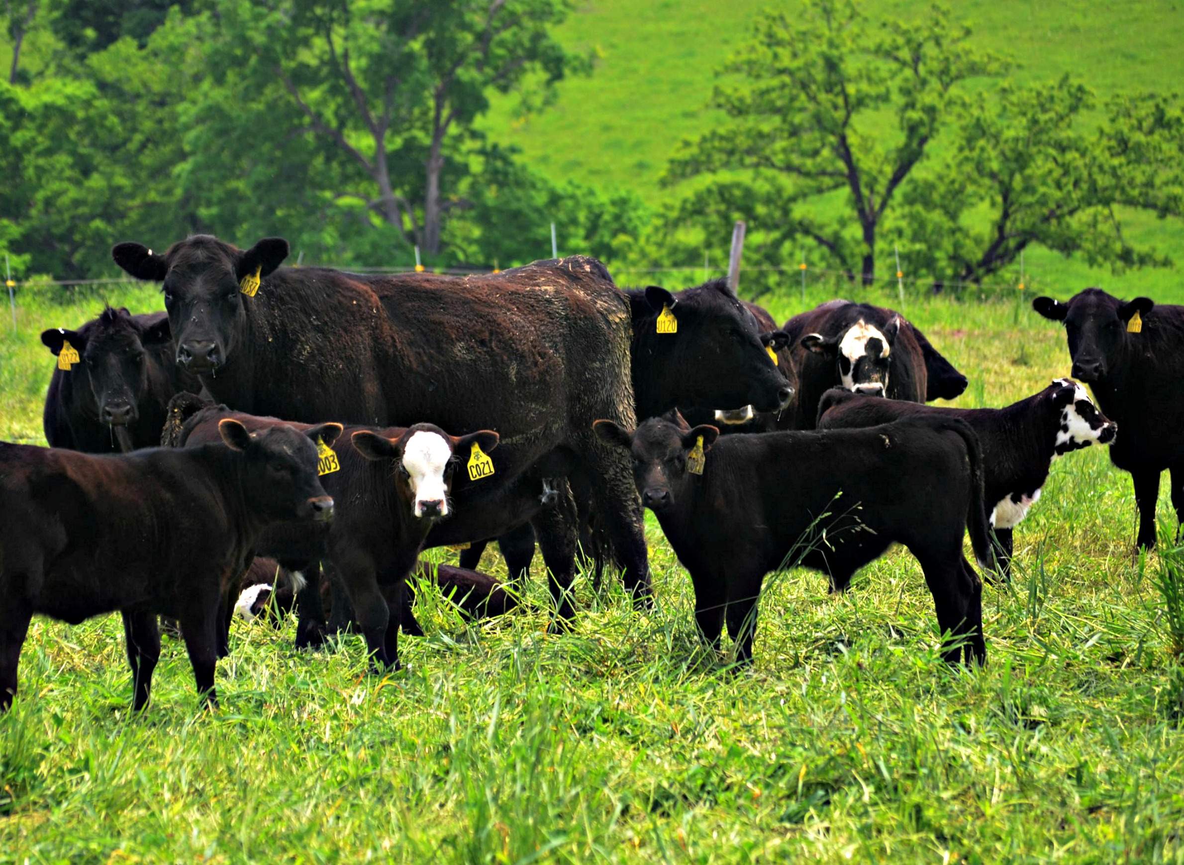 There's More To Silvopasture Than Just Cows And Trees | WisContext There's More To Silvopasture Than Just Cows And Trees | WisContext