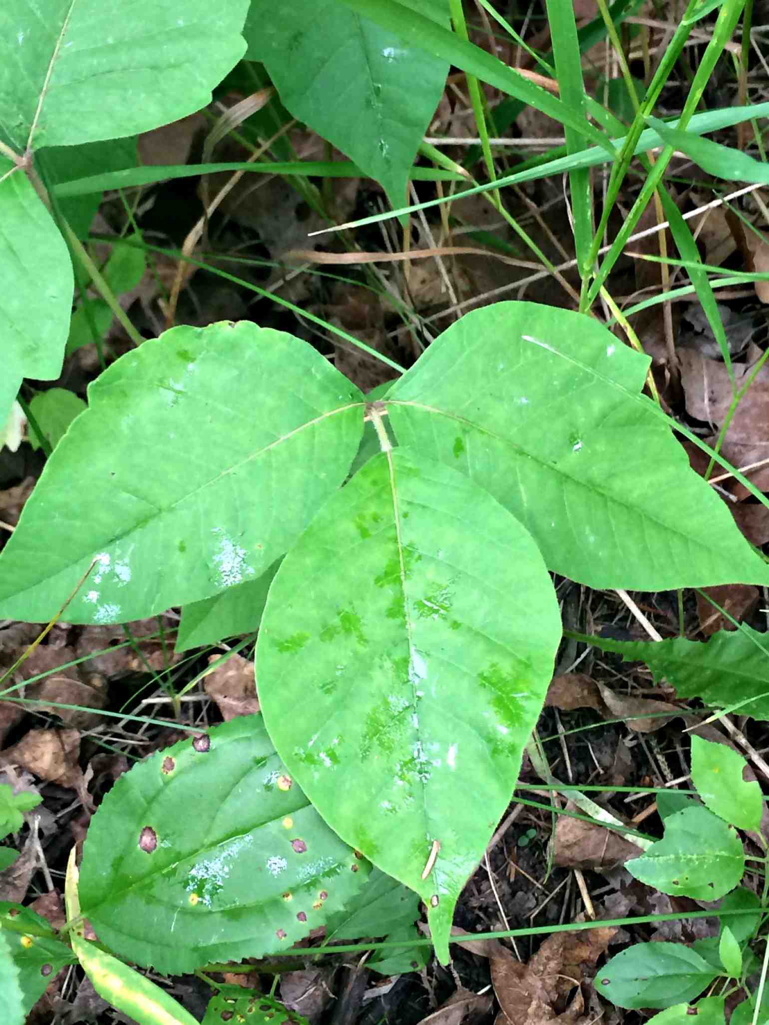 5 Poisonous Plants To Avoid In Wisconsin | WisContext 5 Poisonous Plants To Avoid In Wisconsin | WisContext