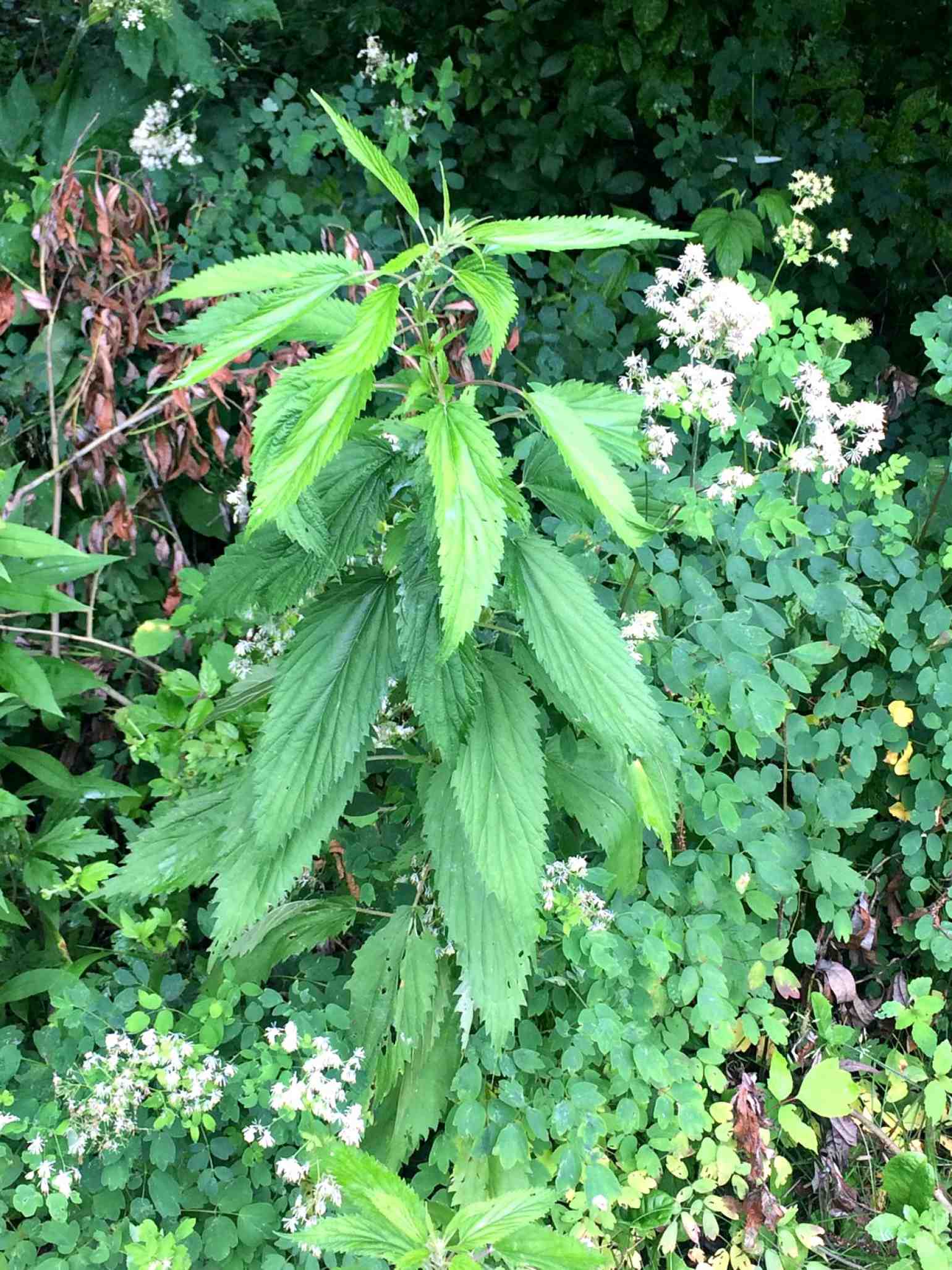 5 Poisonous Plants To Avoid In Wisconsin | WisContext 5 Poisonous Plants To Avoid In Wisconsin | WisContext