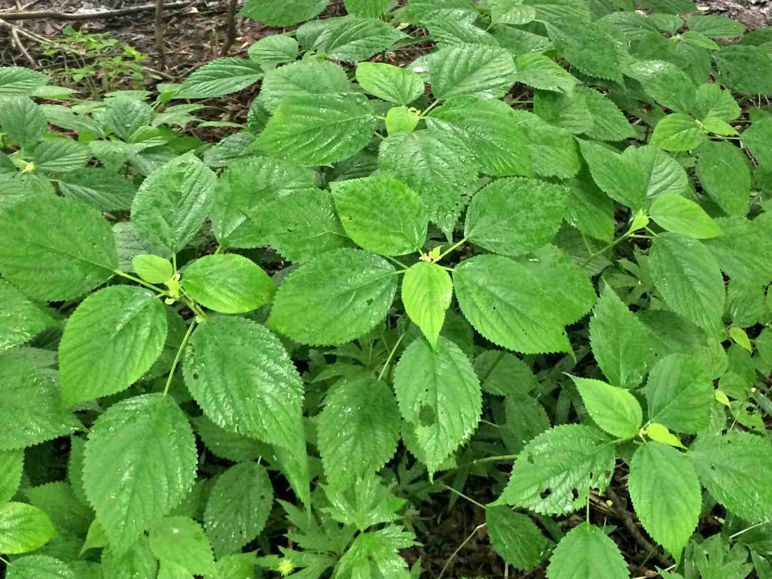 5 Poisonous Plants To Avoid In Wisconsin | WisContext 5 Poisonous Plants To Avoid In Wisconsin | WisContext